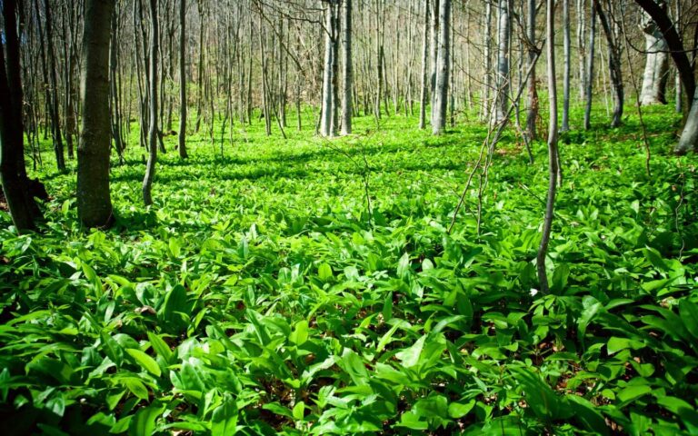Čemaž ali gozdni česen – zdravilna rastlina • Najina domačija